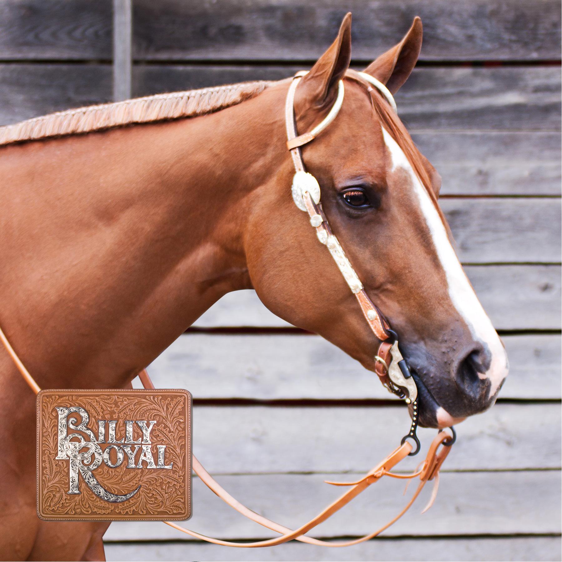 Billy Royal Silver Box Cheek Show Headstall Bridle